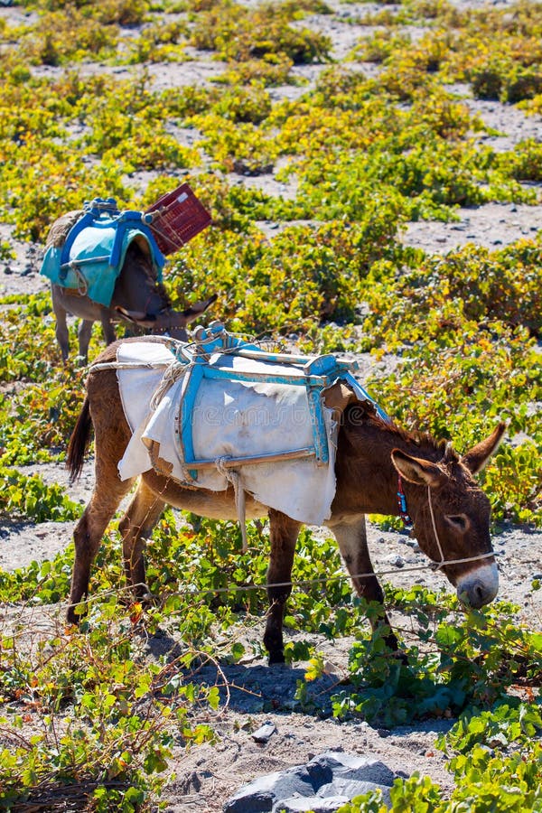 Head of Donkey from Santorini Stock Image - Image of fish, hesitation ...