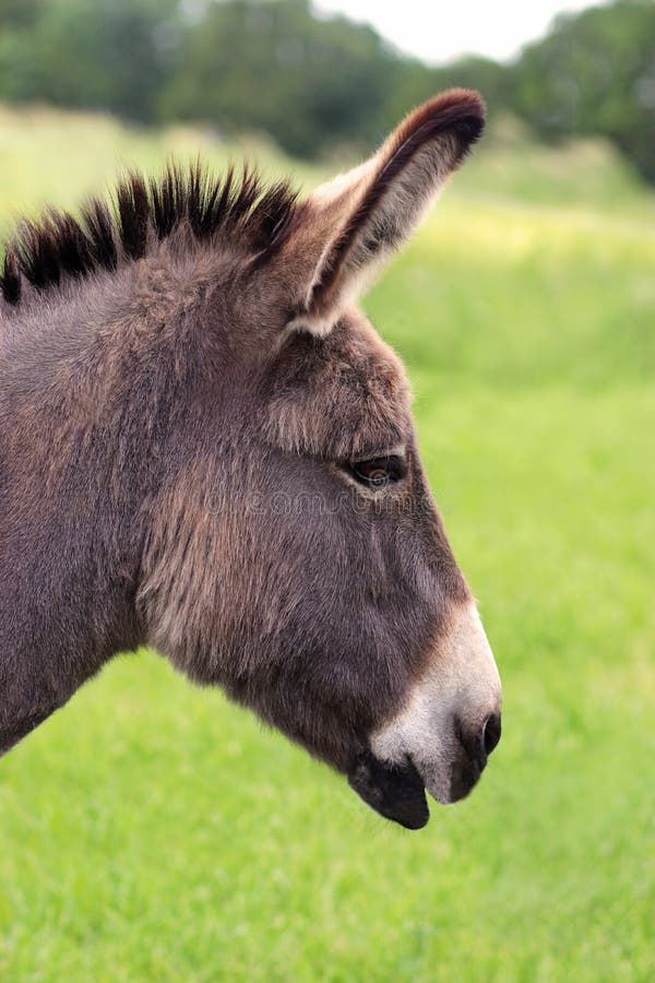Donkey Images - Download 26,308 Royalty Free Photos - Page 17