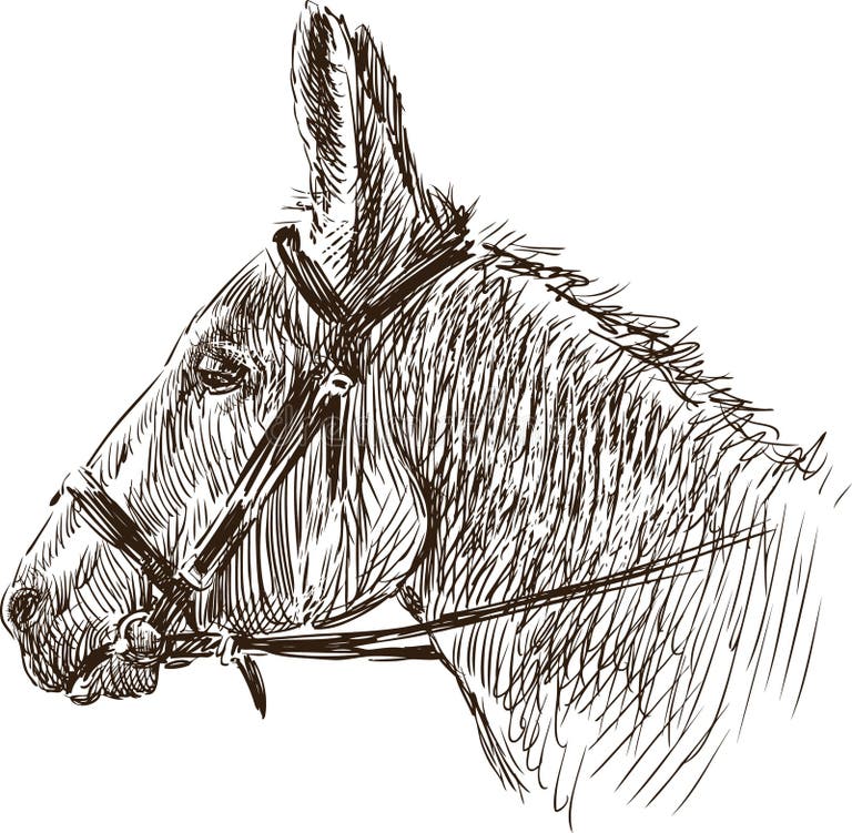 Donkey Pack Stock Illustrations – 823 Donkey Pack Stock Illustrations ...