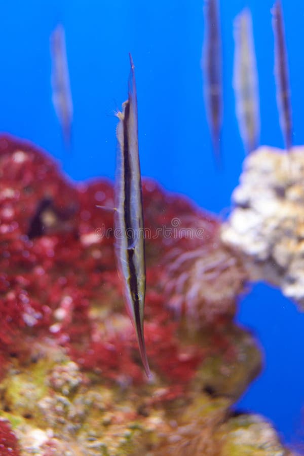 Group Of Razorfish Swimming Together, Popular Aquarium Pets From The ...
