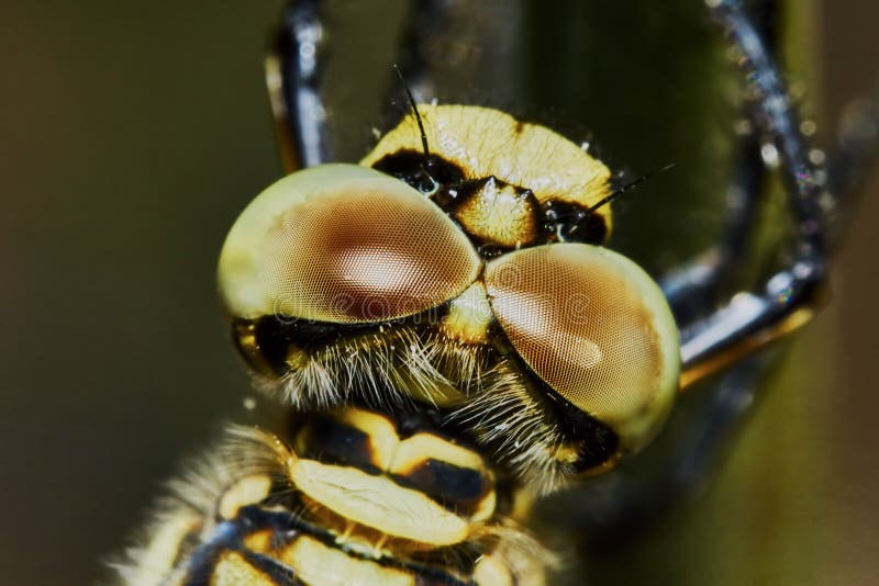Dragonfly face front view stock photo. Image of vein - 13225658