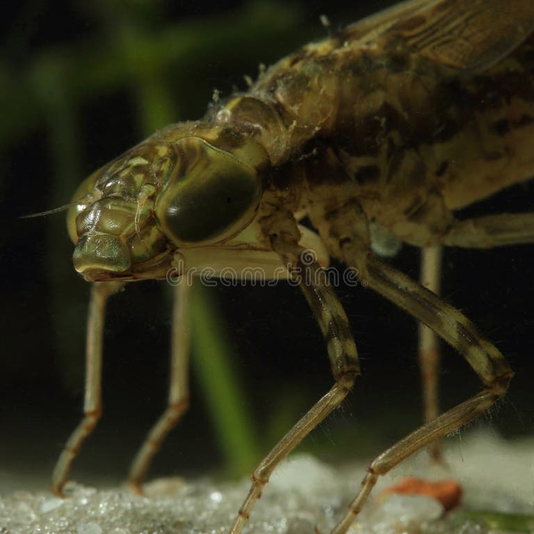 Head of dragonfly nymph stock photo. Image of water, dragonfly - 27224306