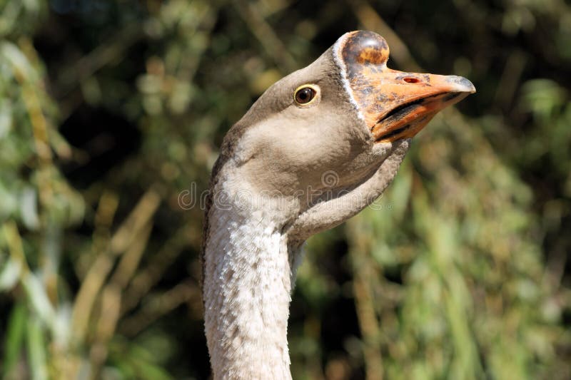 Head Duck stock photo. Image of neck, america, poultry - 10926142
