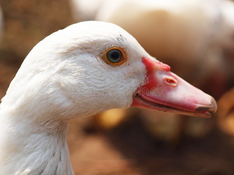 Head duck stock photo. Image of bird, orange, closeup - 30516542