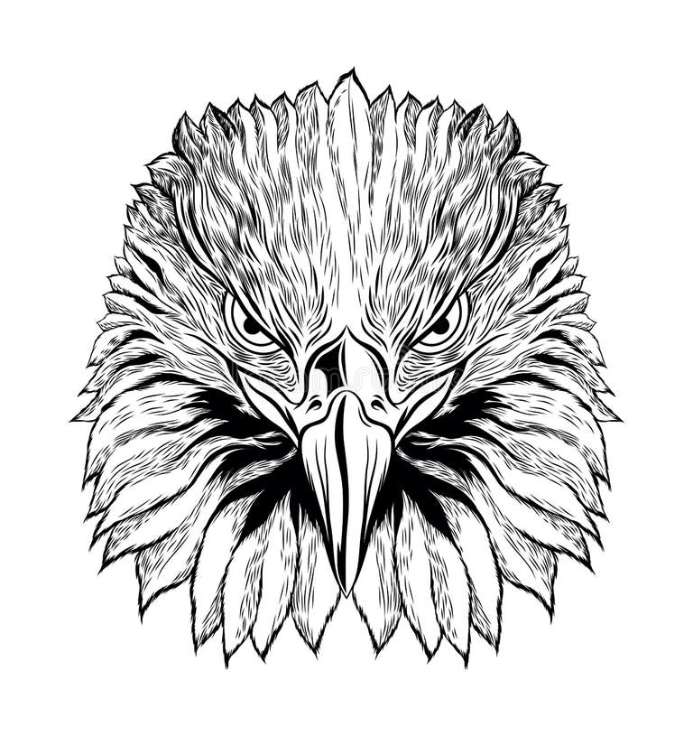 Front View Hawk Head Stock Illustrations – 67 Front View Hawk Head ...