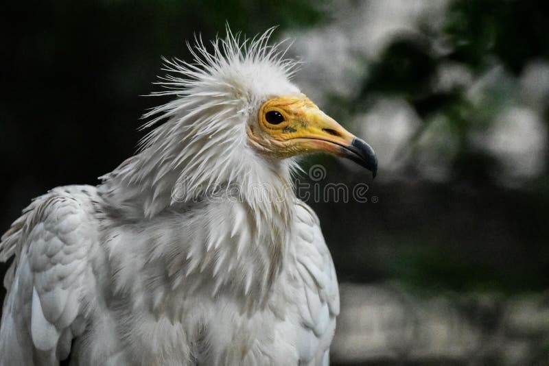 Head of Egyptian Vulture (Neophron Percnopterus) Stock Image - Image of ...