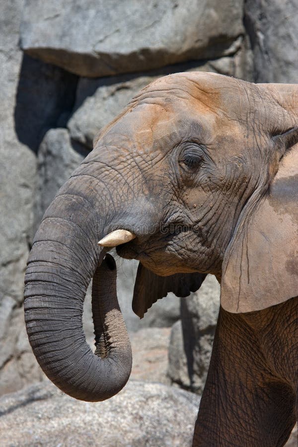 Head Of An Elephant Loxodonta Africana , Pilanesberg National Park ...