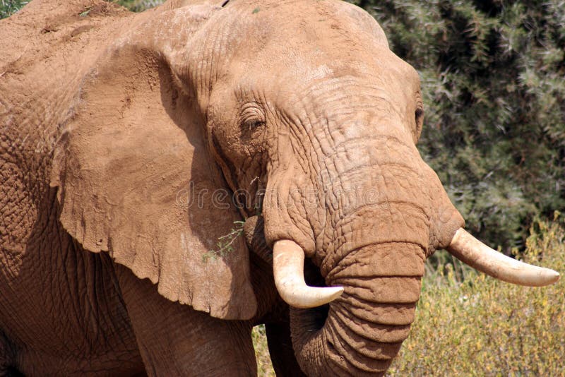 Head elephant stock photo. Image of wild, wildlife, animal - 9759816