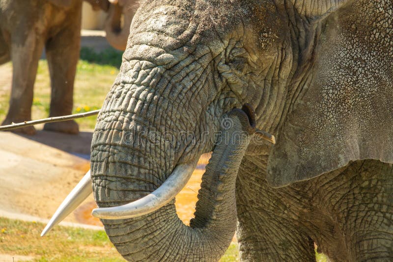 The Head of an Elephant Close-up Stock Image - Image of animal, large ...