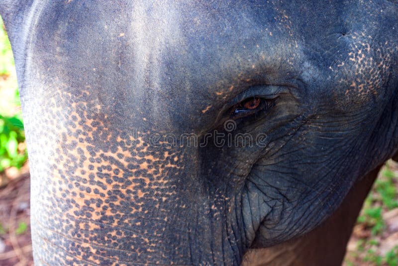 2,164 Profile Elephant Head Stock Photos - Free & Royalty-Free Stock ...
