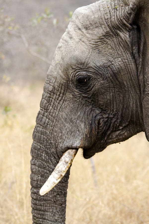 Head of elephant stock image. Image of interact, africa - 50876435