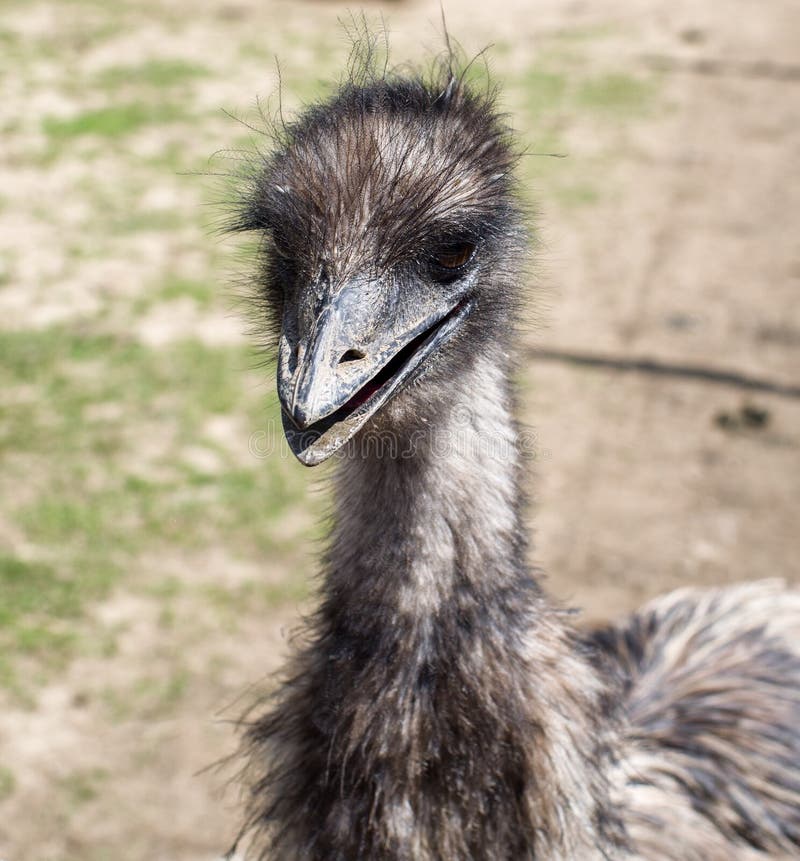 Head of emu with beak open stock image. Image of bird - 63785757