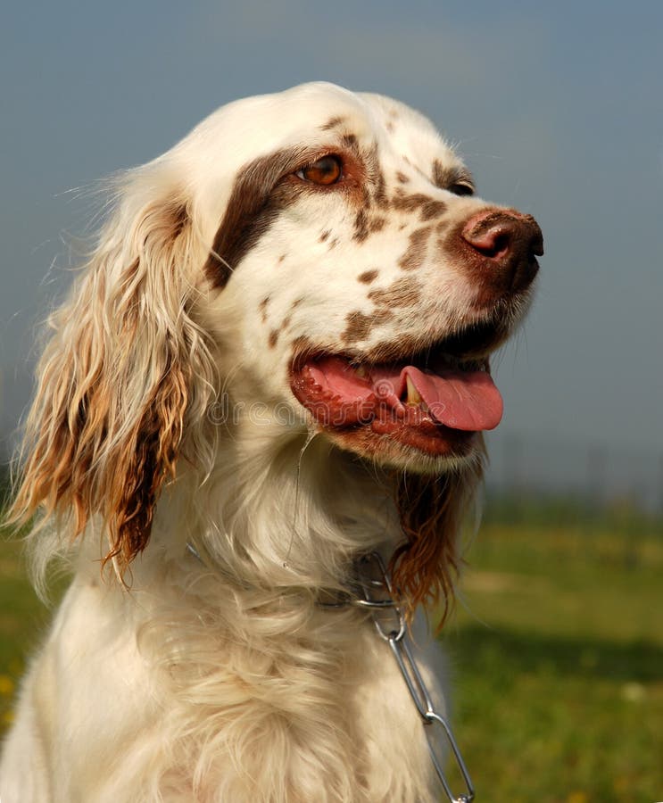 English Setter Dogs stock image. Image of kennel, face - 35094243