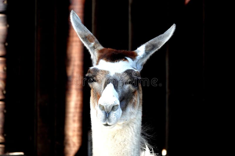 Head and face of a llama stock image. Image of england - 375166621