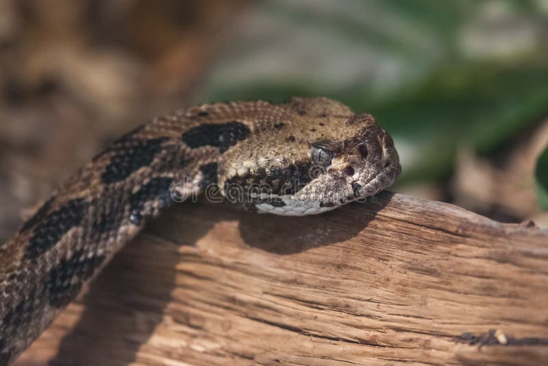 Viper head stock photo. Image of snake, rainforest, viper - 648696