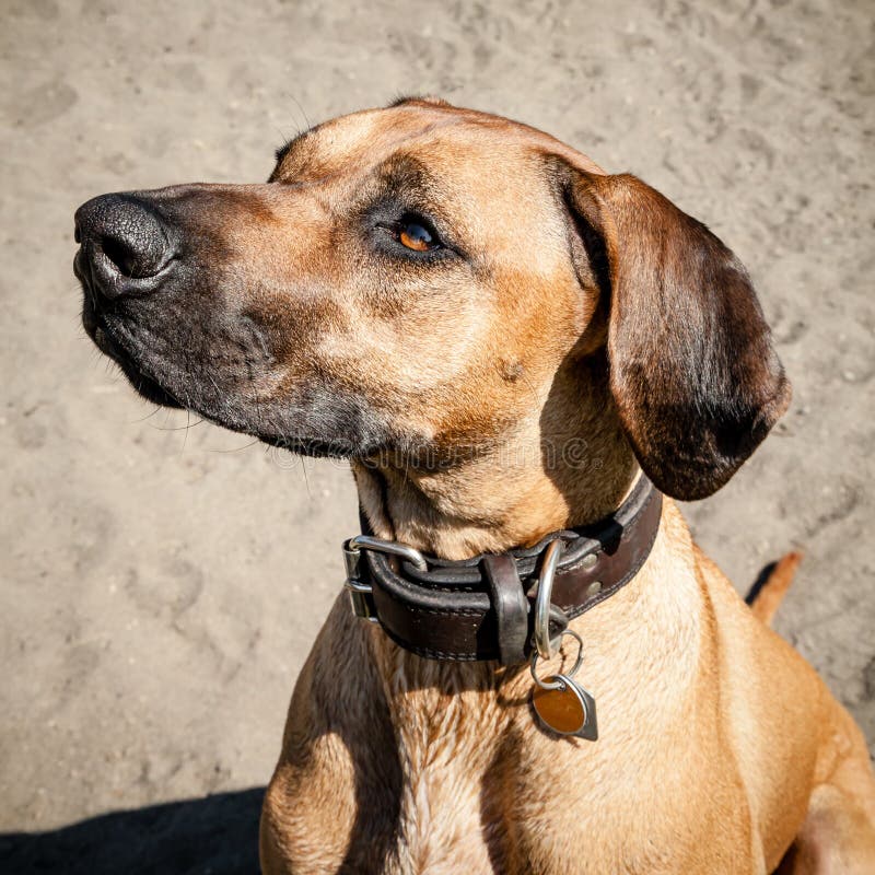 Head and Face of Rhodesian Ridgeback Dog at the Beach Stock Image ...