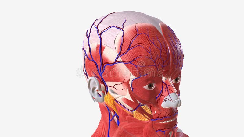 Vascular System in the Human Head and Face Stock Video - Video of ...