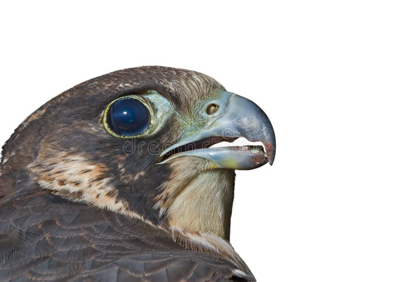 Macro Of The Head Of Falcon Profile Isolated On White Stock Image ...