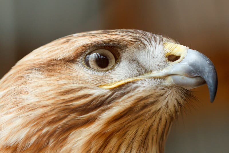 Head of a Falcon Bird with a Huge Beak Stock Image - Image of yellow ...
