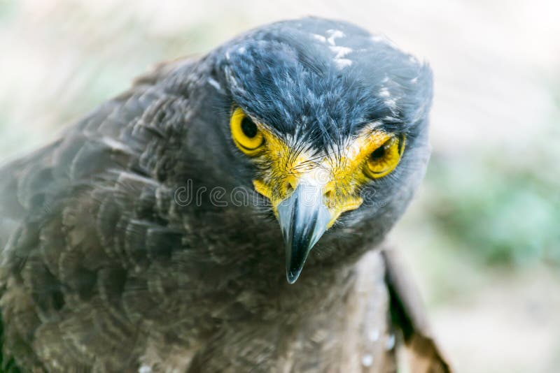 Peregrine Falcon head shot stock photo. Image of wings - 14281998