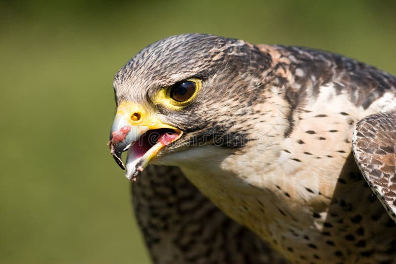Head of a falcon stock photo. Image of falcon, animal - 74184588