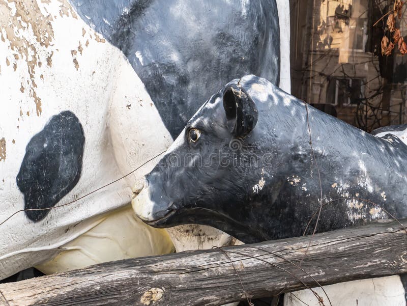 Head of Farm Animal Cow with Place for Text Stock Photo - Image of ...