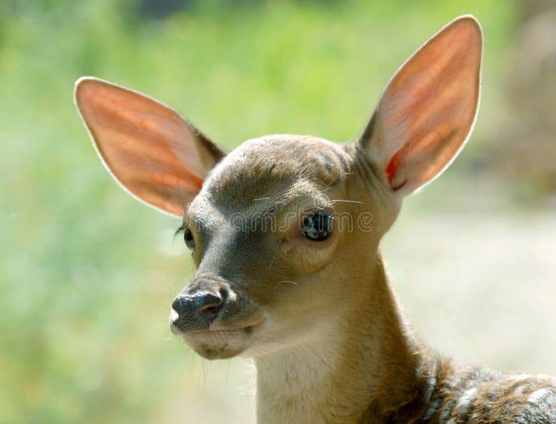 Head of fawn stock photo. Image of park, fawn, animals - 24060642