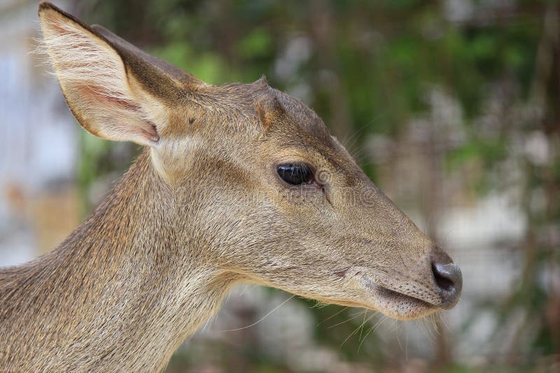 Head of fawn stock photo. Image of park, head, portrait - 25079466