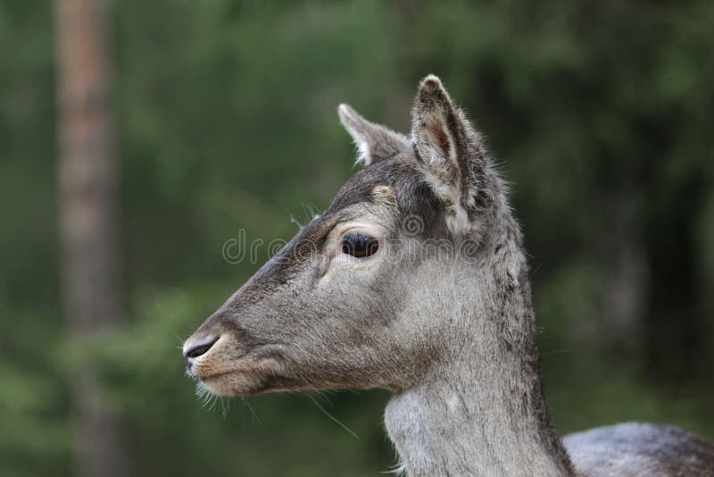 Head of a Female Fallow Deer Stock Photo - Image of fallow, outdoors ...