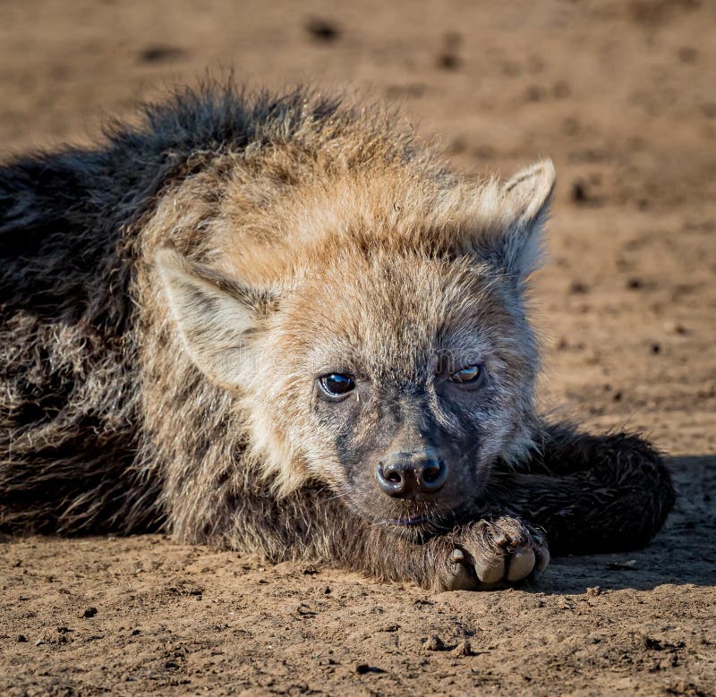 Female Hyena with cubs stock image. Image of feed, hyena - 13093313