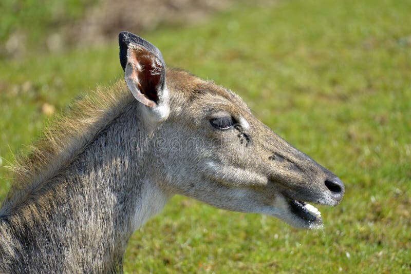 Detail of nilgau head stock image. Image of nilgai, mammal - 13005251