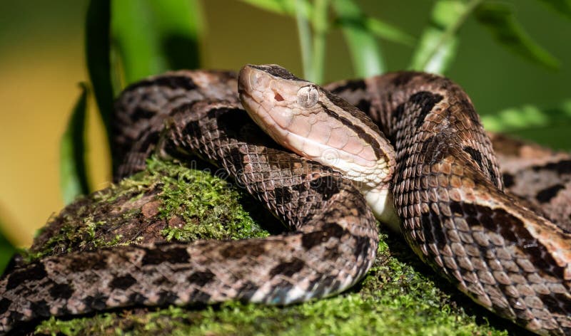 Fer-de-lance Snake, Coiled Ready To Strike Stock Photo - Image of lance ...