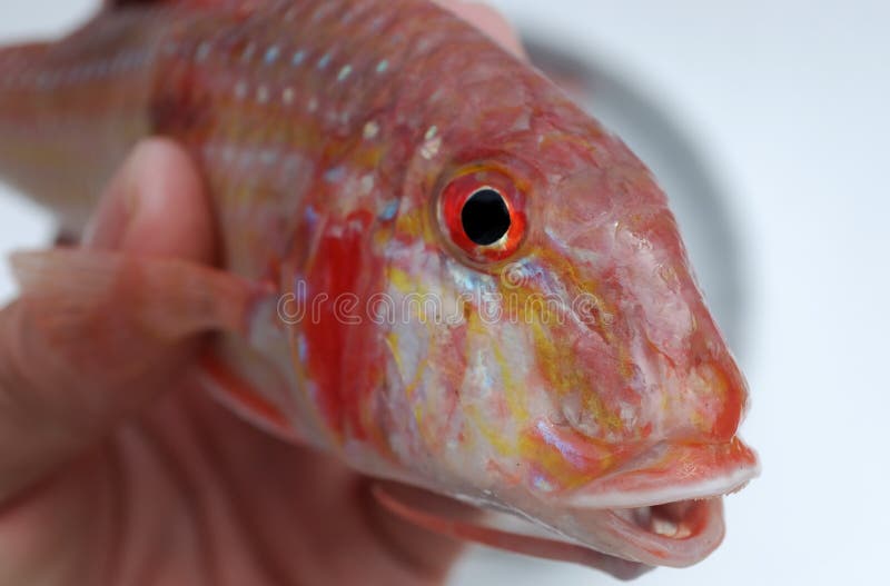 Head of fish stock image. Image of fishing, shining, full - 10824997