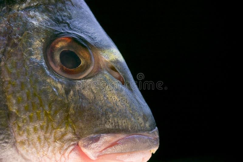 Fish fin stock photo. Image of fish, swim, fine, spots - 5541608