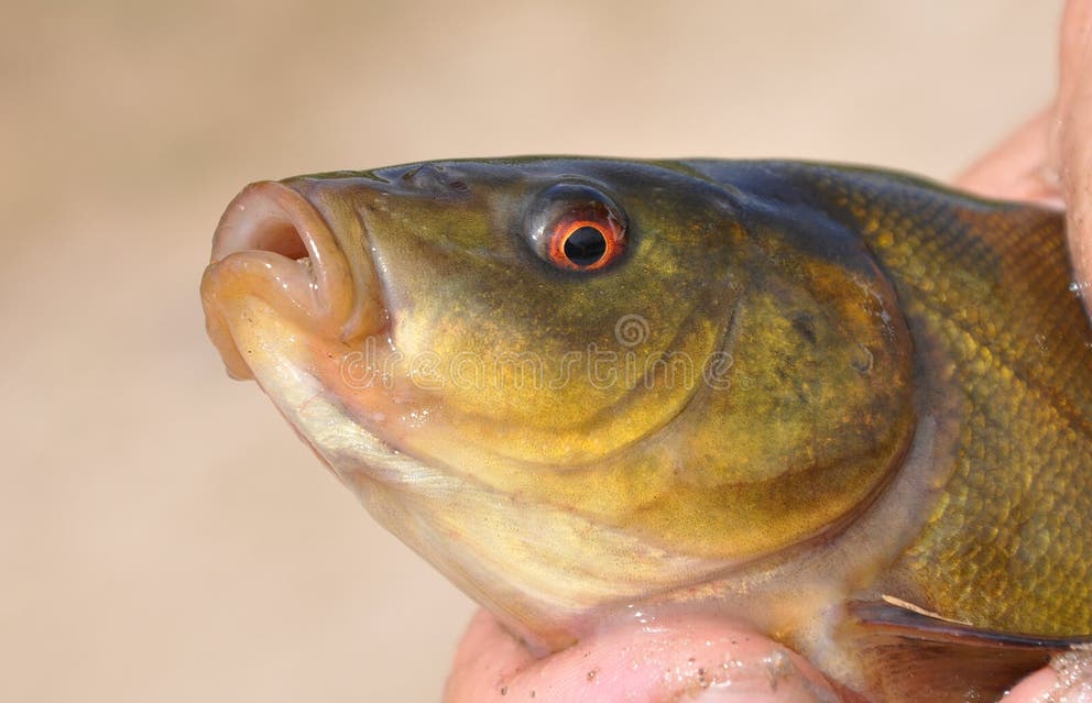 Head of fish stock photo. Image of fishing, shines, life - 17593642