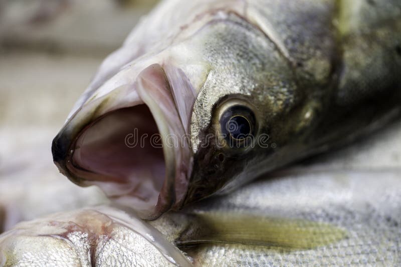 Head of a fish stock photo. Image of gulping, struggling - 25410870
