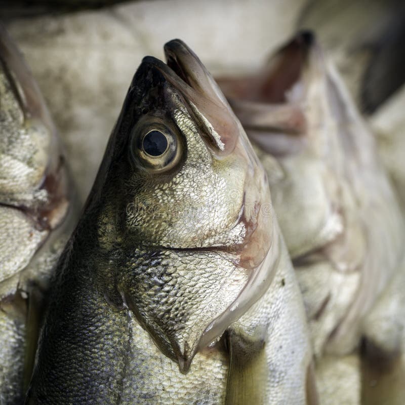 Dead Fish Floating stock photo. Image of substance, ocean - 2721658