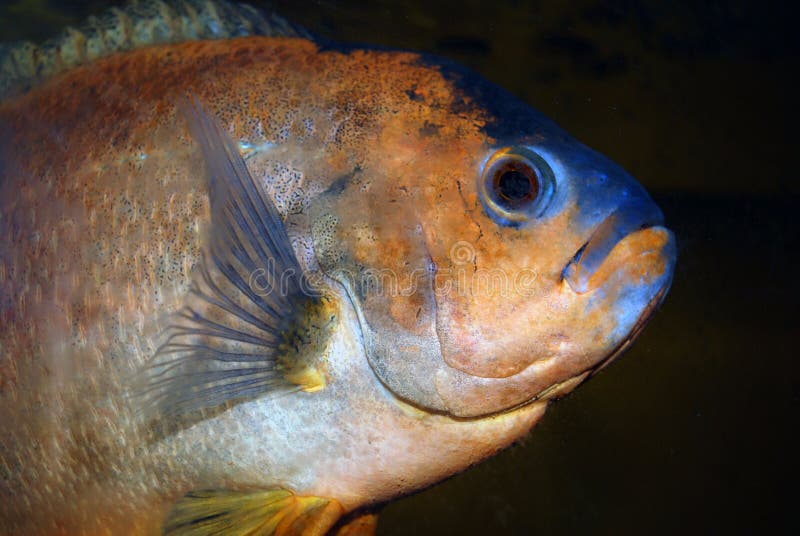 The head of the fish stock photo. Image of fauna, color - 36349336