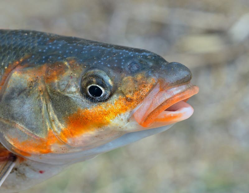 Head of fish 11 stock photo. Image of gill, fishing, horizontal - 36108994