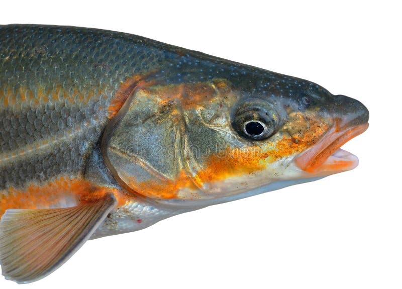 Head of fish 3 stock photo. Image of caught, food, close - 30462486