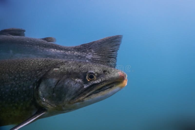 Head from a Fish while Diving in a Lake Stock Photo - Image of marine ...