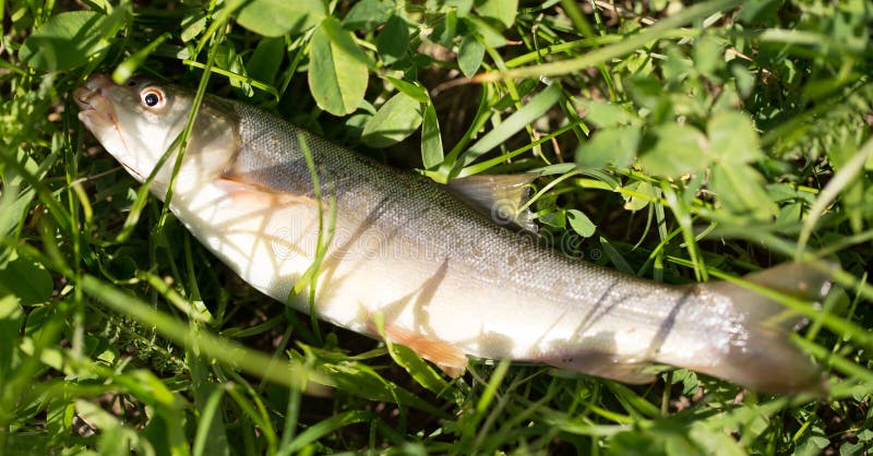 1,689 Fish Mustache Stock Photos - Free & Royalty-Free Stock Photos ...