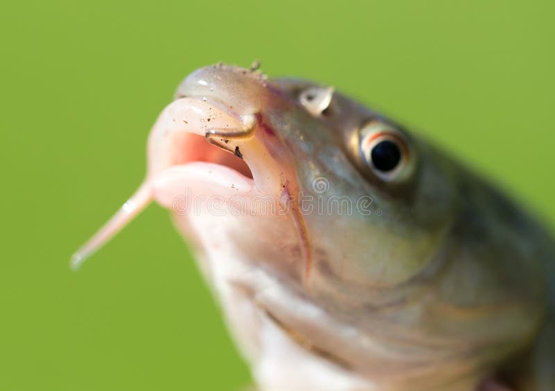 Head of a Fish with a Mustache Stock Image - Image of food, life: 94669923