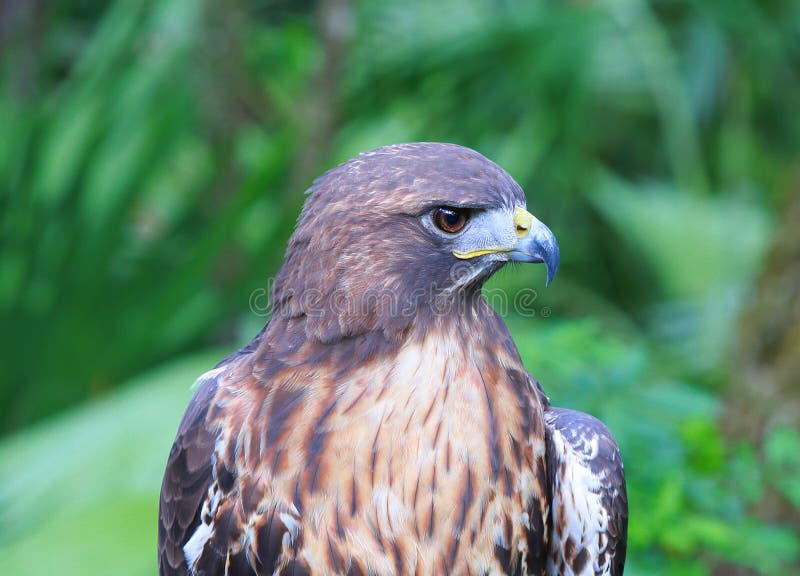 Head of Florida Red Tailed Hawk Stock Image - Image of tailed ...