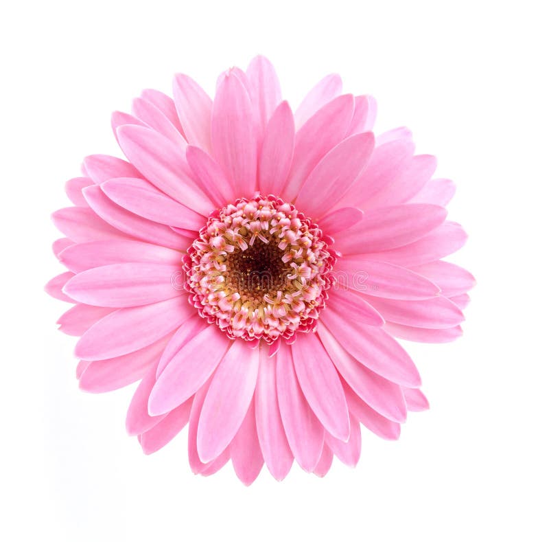 One Pink Flower Isolated on White Background Stock Photo - Image of ...