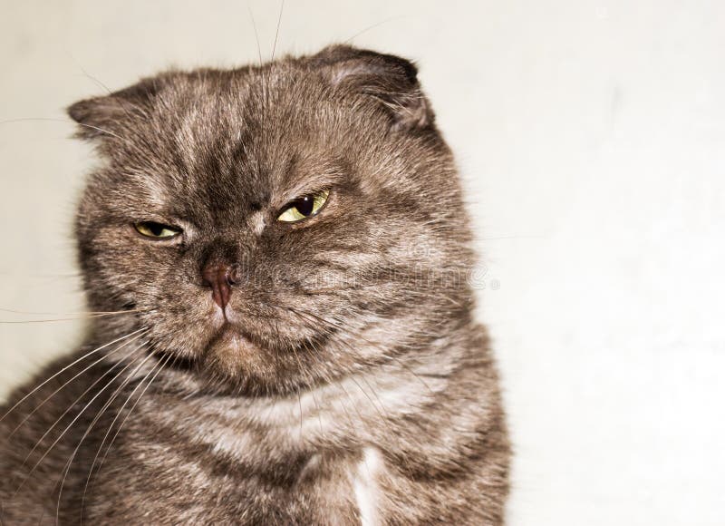 Head Fold. Portrait of a Cat Narrowed Stock Photo - Image of eyes ...