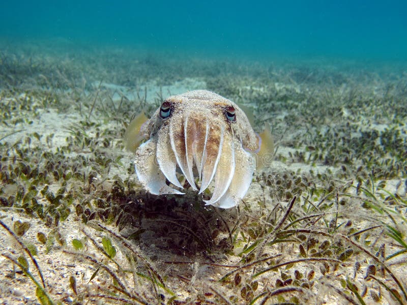 Head-footed Mollusks. Cuttlefish Squad. Pharaoh Cuttlefish Stock Image ...