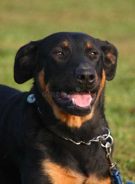 Head of French shepherd stock image. Image of sentinel - 2102895