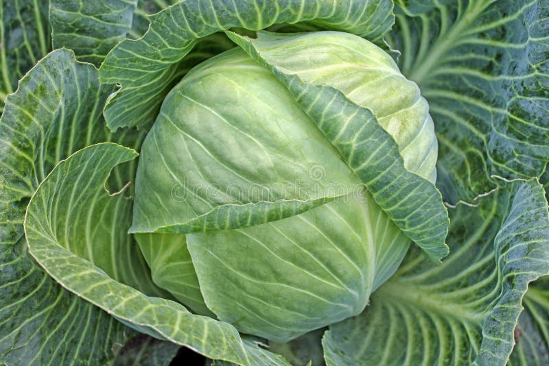 Head of Fresh Cabbage Macro. Stock Image - Image of grown, large: 115522753