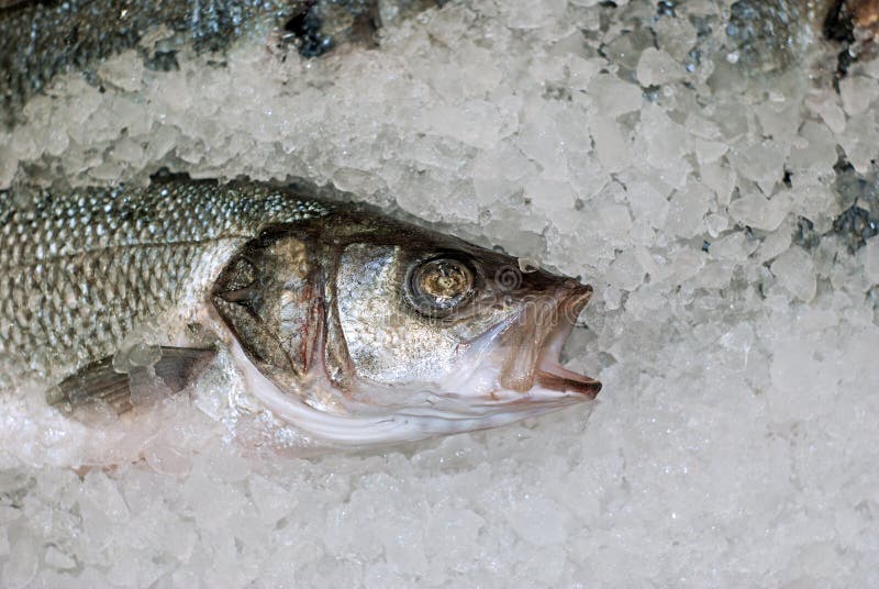 Head of fresh fish on ice stock photo. Image of pearl - 112713406